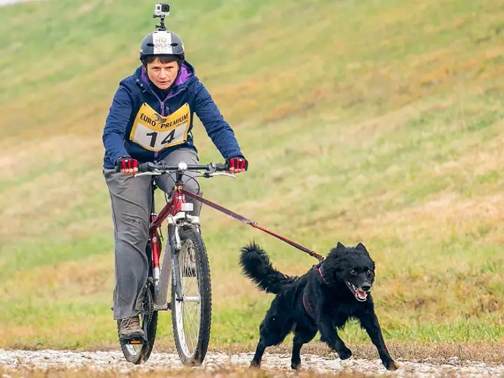 Hırvat Çoban Köpeği: fotoğraf ve videolarla köpek ırkının tanımı 4852_9