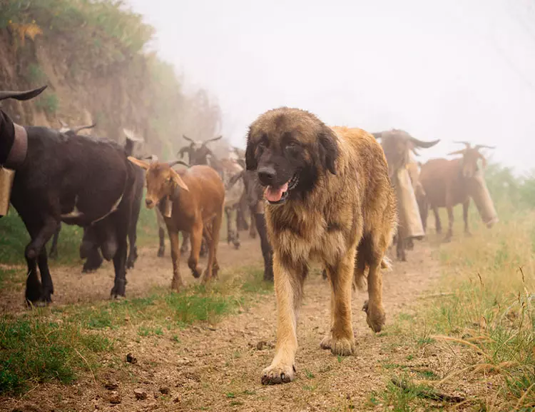 Estrel Sheepdog na nagpapastol ng mga kambing