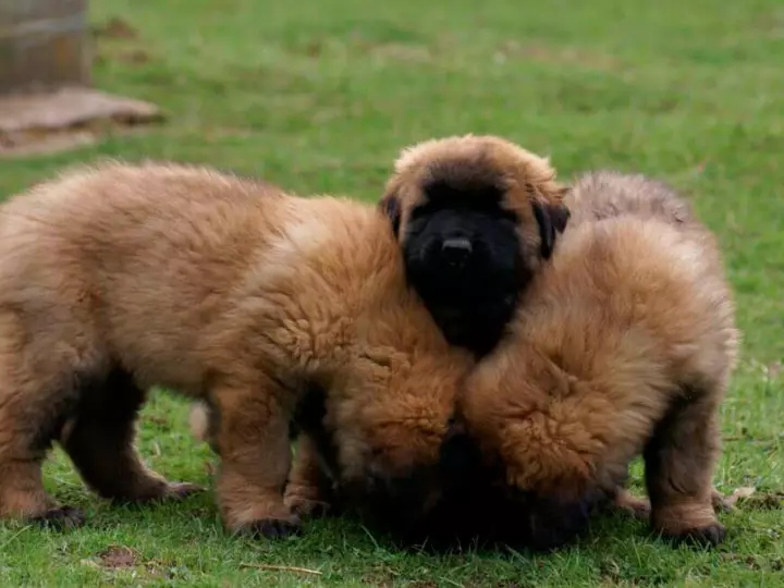 Estrel Shepherd Dog: faʻamatalaga o le maile taʻifau ma ata ma vitio 4854_12