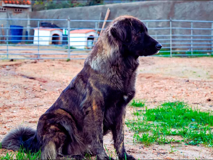 Estrel Shepherd Dog: descrizione della razza canina con foto e video 4854_13