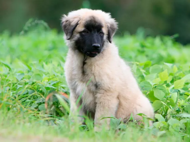 Estrel Shepherd Dog: faʻamatalaga o le maile taʻifau ma ata ma vitio 4854_15