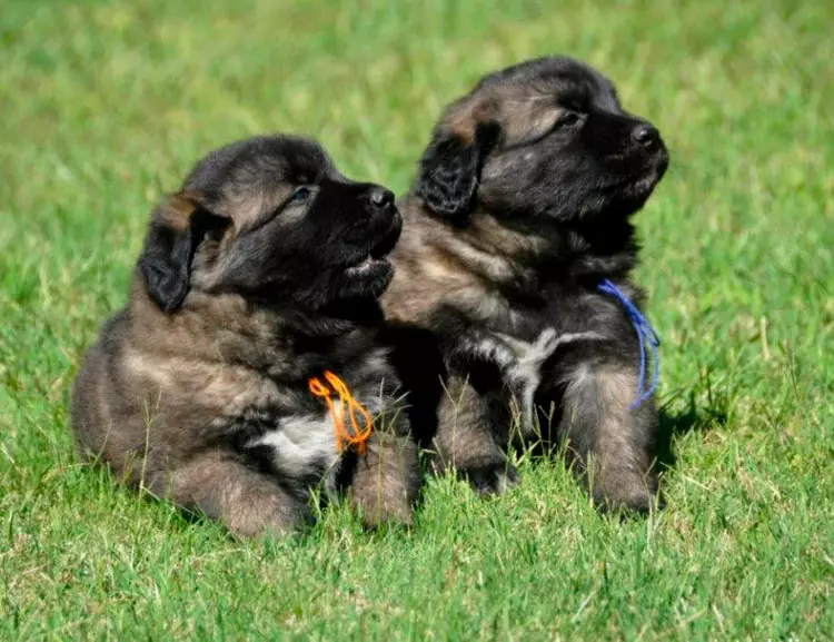 Estrel牧羊犬幼犬