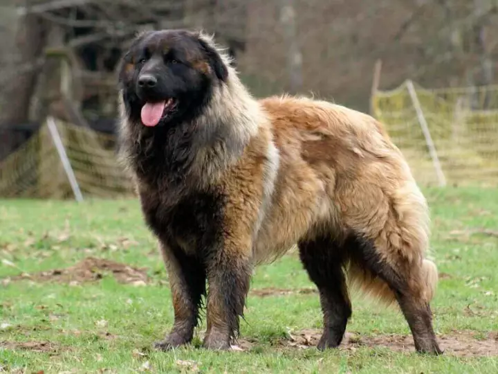 Estrel Shepherd Dog: faʻamatalaga o le maile taʻifau ma ata ma vitio 4854_5