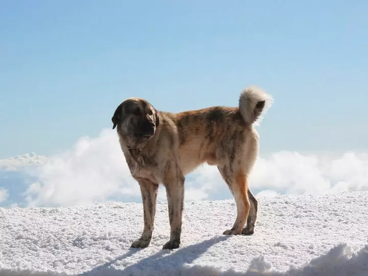 Estrel Shepherd Dog: beskrivelse av hunderasen med bilder og videoer 4854_6