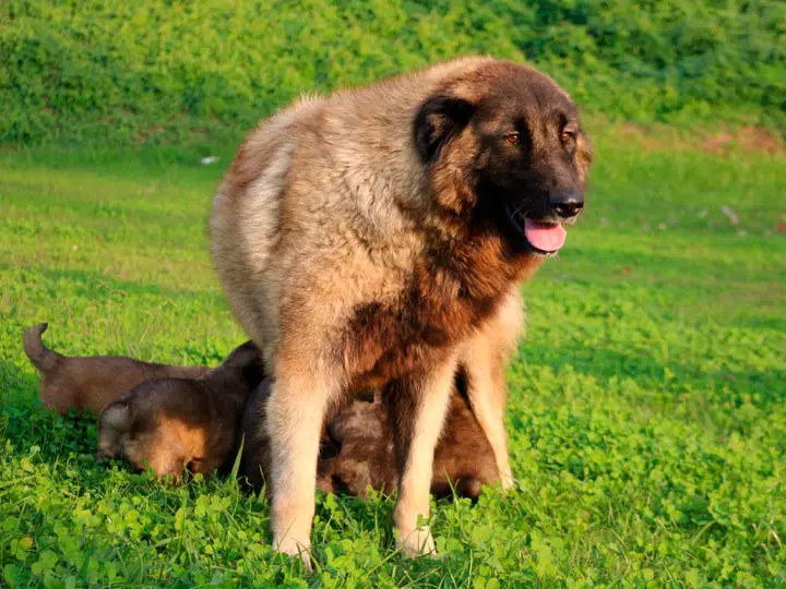 Anjing Pangon Estrel: katrangan babagan anakan asu kanthi foto lan video 4854_8