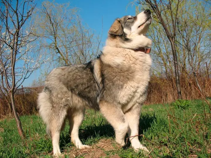 Romanian Carpathian Shepherd Dog: paghulagway sa lahi nga adunay mga litrato ug video 4855_10