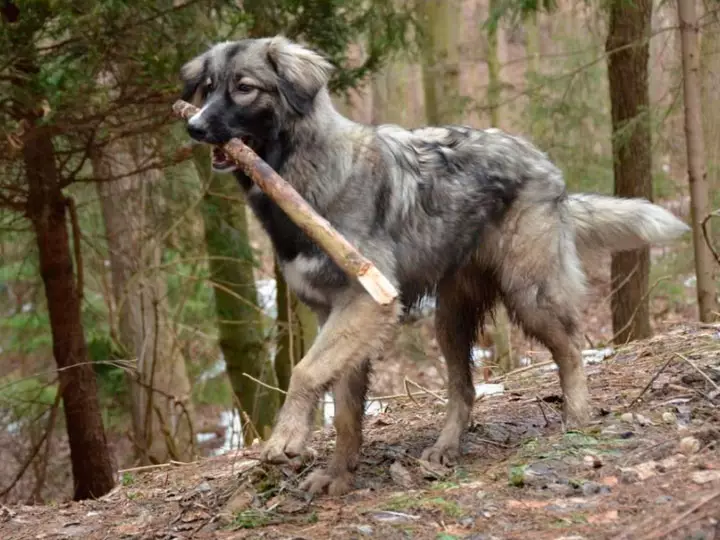 Anjing Angon Carpathian Romania: pedaran ngeunaan breed kalayan poto sareng video 4855_11