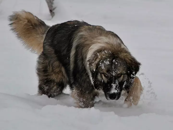 Rumen Karpat Çoban Köpeği: cinsin fotoğraf ve videolarla tanımı 4855_13