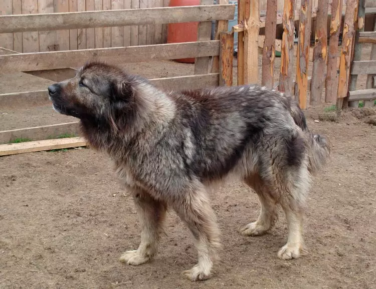 onye ọzụzụ atụrụ carpathian Romania