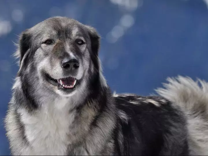 Romanian Carpathian Shepherd Dog: paghulagway sa lahi nga adunay mga litrato ug video 4855_5