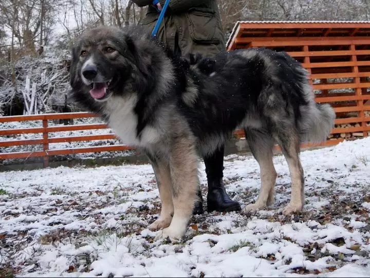 Dop Romania Carpathian Shepherd Dog: sharraxaadda taranka oo leh sawirro iyo fiidyowyo 4855_6