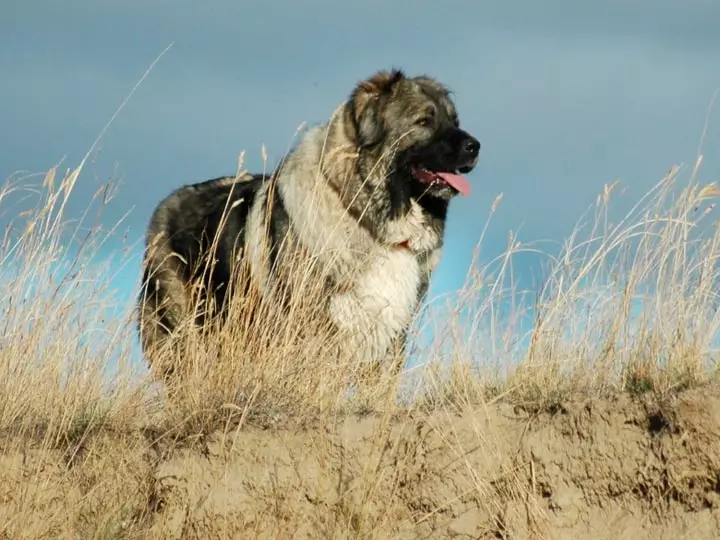 Romanian Carpathian Shepherd Dog: paghulagway sa lahi nga adunay mga litrato ug video 4855_7