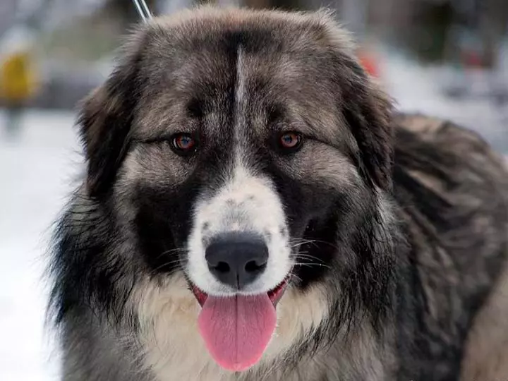 Anjing Angon Carpathian Romania: pedaran ngeunaan breed kalayan poto sareng video 4855_8