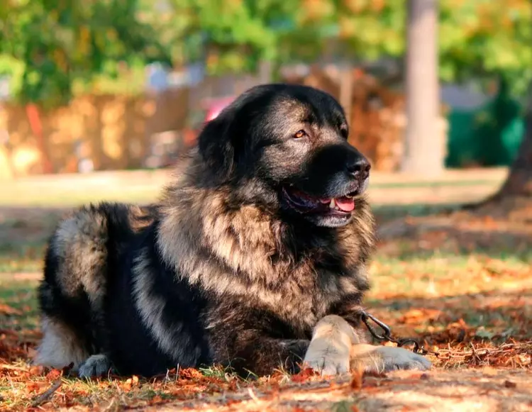 Sharplanin Shepherd Dog - Gos pastor iugoslau