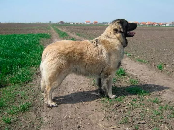 Sharplaninskaya Shepherd Dog (Yugoslav Shepherd Dog): pedaran ngeunaan anjing anjing sareng poto 4857_10