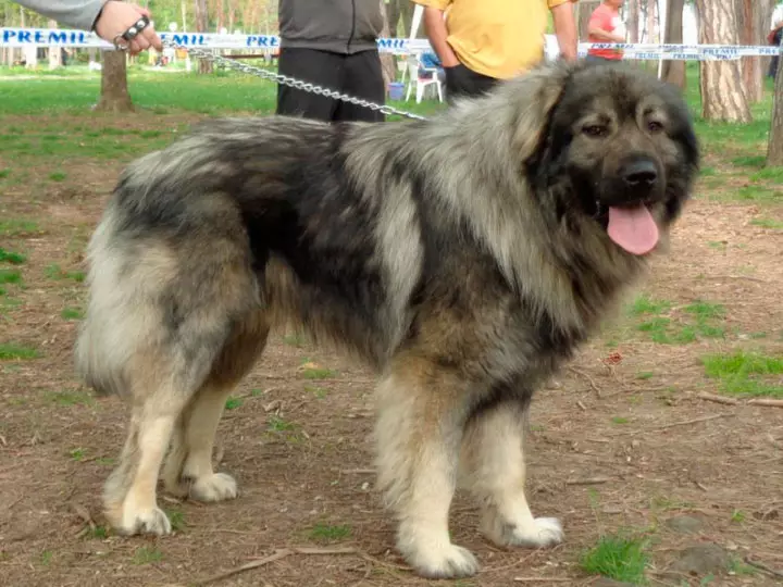 Sharplaninskaya Shepherd Dog (gos pastor iugoslau): descripció de la raça de gos amb una foto 4857_11