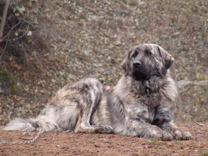 Sharplaninskaya Shepherd Dog (Yugoslav Shepherd Dog): pedaran ngeunaan anjing anjing sareng poto 4857_12