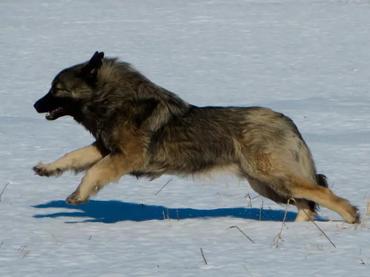 Sharplaninskaya Shepherd Dog (Yugoslav Shepherd Dog): pedaran ngeunaan anjing anjing sareng poto 4857_13