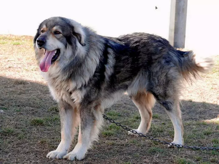 Sharplaninskaya Shepherd Dog (Yugoslav Shepherd Dog): katrangan saka jinis asu kanthi foto 4857_14