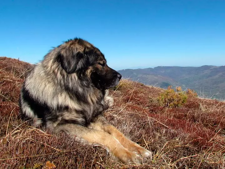 Sharplaninskaya Shepherd Dog (Yugoslav Shepherd Dog): katrangan saka jinis asu kanthi foto 4857_15