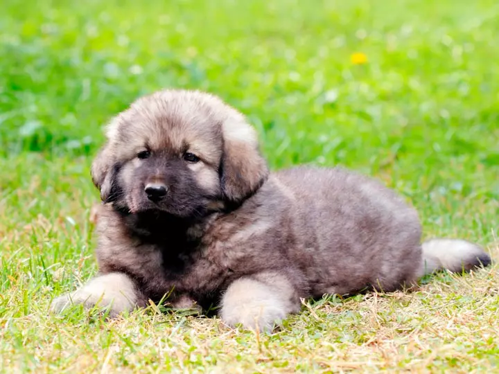 Sharplaninskaya Shepherd Dog (Joegoslavische herdershond): een beschrijving van het hondenras met een foto 4857_16