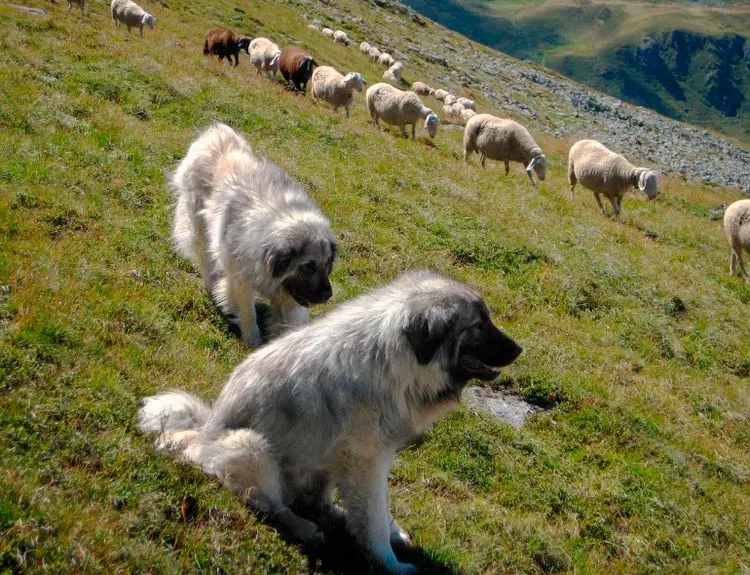 Sharplanin-herdershonden grazen schapen