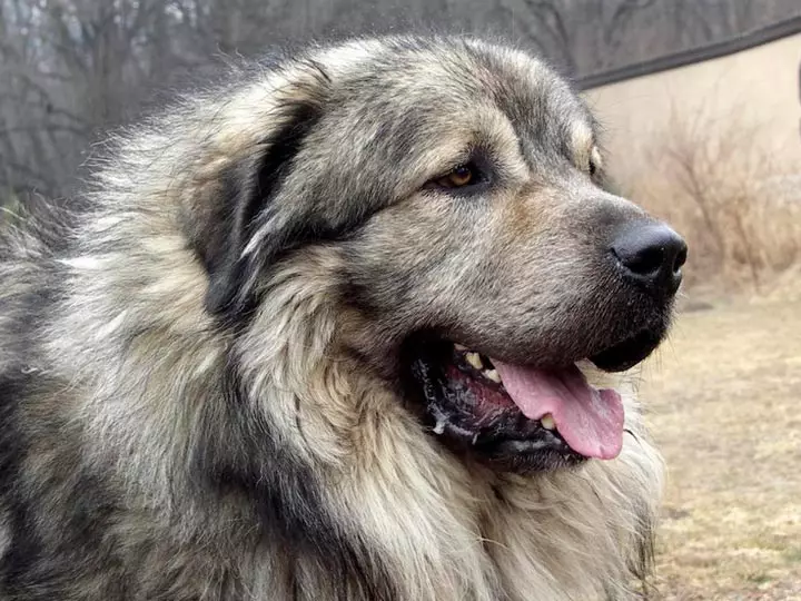 Sharplaninskaya Shepherd Dog (Yugoslav Shepherd Dog): katrangan saka jinis asu kanthi foto 4857_5