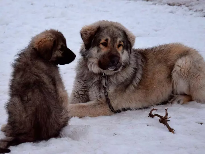 Sharplaninskaya Shepherd Dog (Yugoslav Shepherd Dog): pedaran ngeunaan anjing anjing sareng poto 4857_6