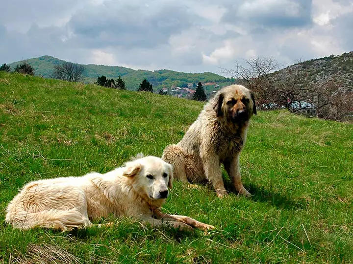 Sharplaninskaya Shepherd Dog (Yugoslav Shepherd Dog): pedaran ngeunaan anjing anjing sareng poto 4857_7