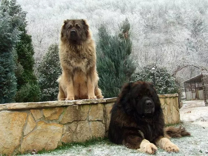 Sharplaninskaya Shepherd Dog (gos pastor iugoslau): descripció de la raça de gos amb una foto 4857_8