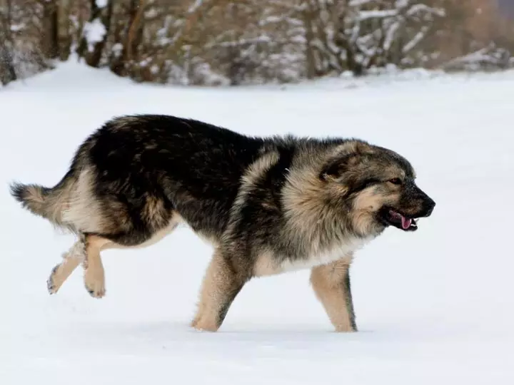 Sharplaninskaya Shepherd Dog (Yugoslav Shepherd Dog): pedaran ngeunaan anjing anjing sareng poto 4857_9