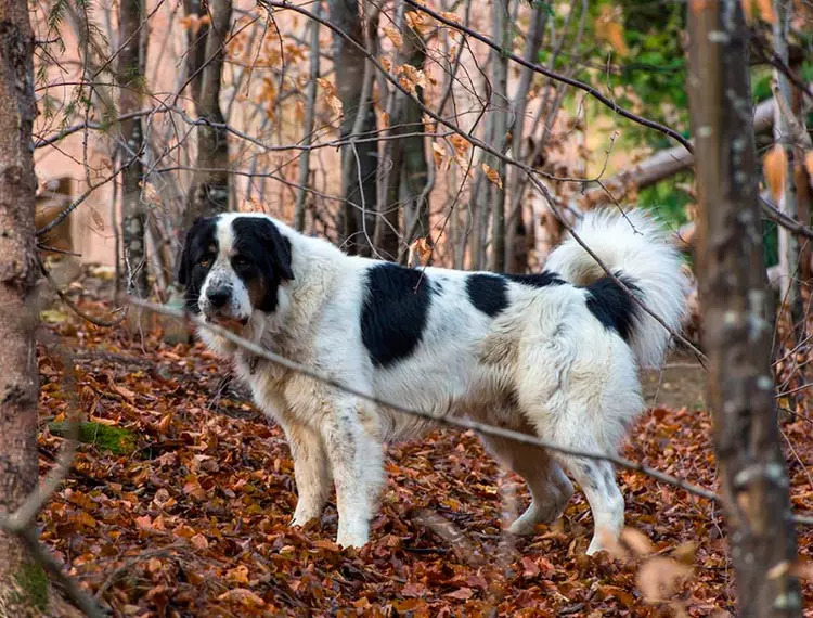 Bukovyna Shepherd Dog: txakur arrazaren deskribapena argazki batekin 4861_1