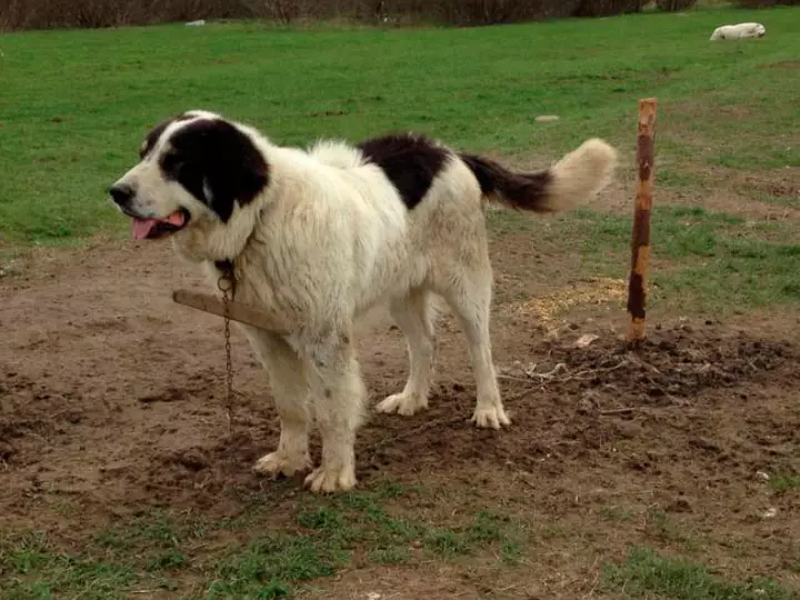 Bukovyna Shepherd Dog : 사진과 함께 개 품종에 대한 설명 4861_10