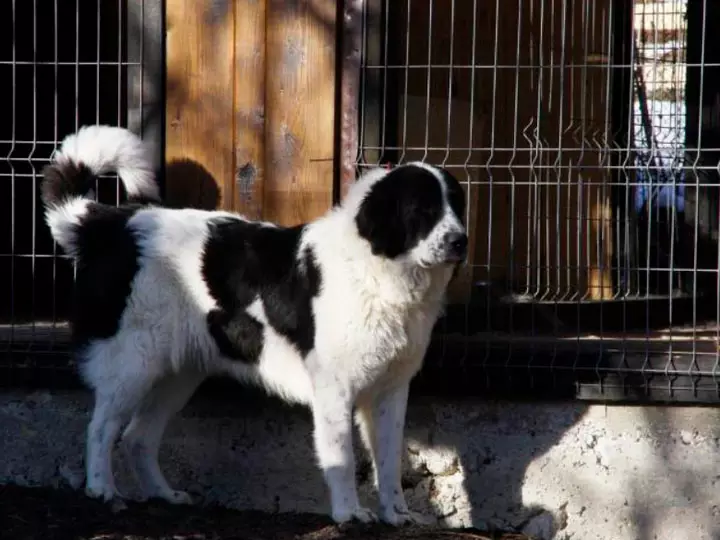 Cão pastor Bukovyna: descrição da raça do cão com uma foto 4861_11