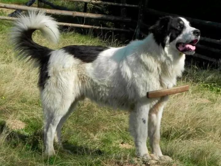 Cão pastor Bukovyna: descrição da raça do cão com uma foto 4861_12