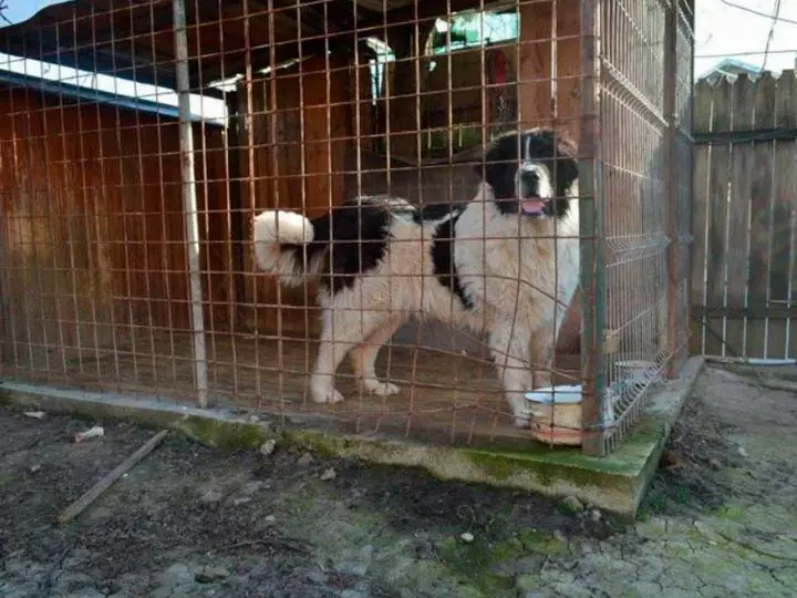 Bukovinski pastirski pes: opis pasme psov s fotografijo 4861_13