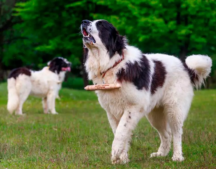 Cão pastor Bukovyna: descrição da raça do cão com uma foto 4861_2