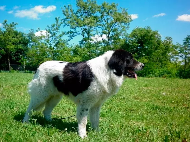 Bukovyna Shepherd Dog: beskrivning av hundrasen med ett foto 4861_4