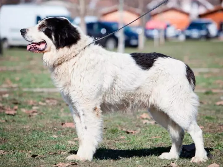 Anjing Gembala Bukovyna: penerangan tentang keturunan anjing dengan foto 4861_6