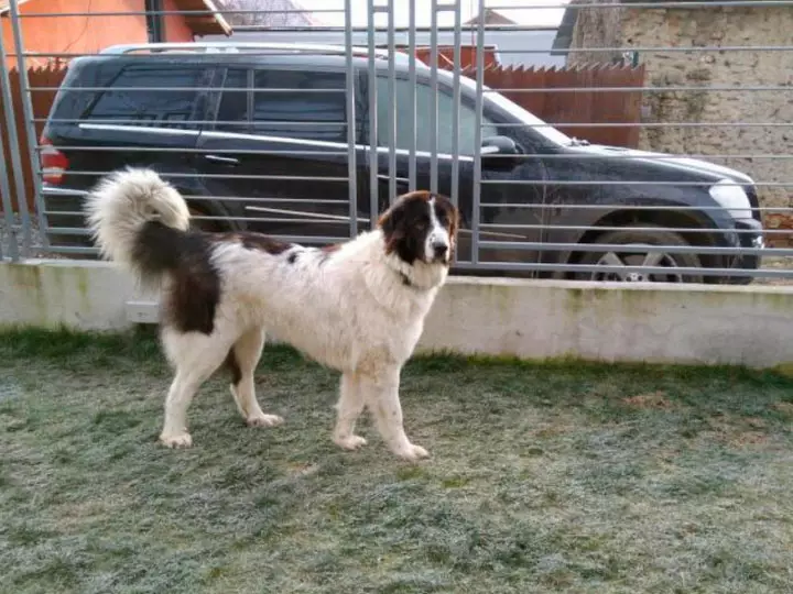 Bukovyna Shepherd Dog: beskriuwing fan it hûnras mei in foto 4861_7
