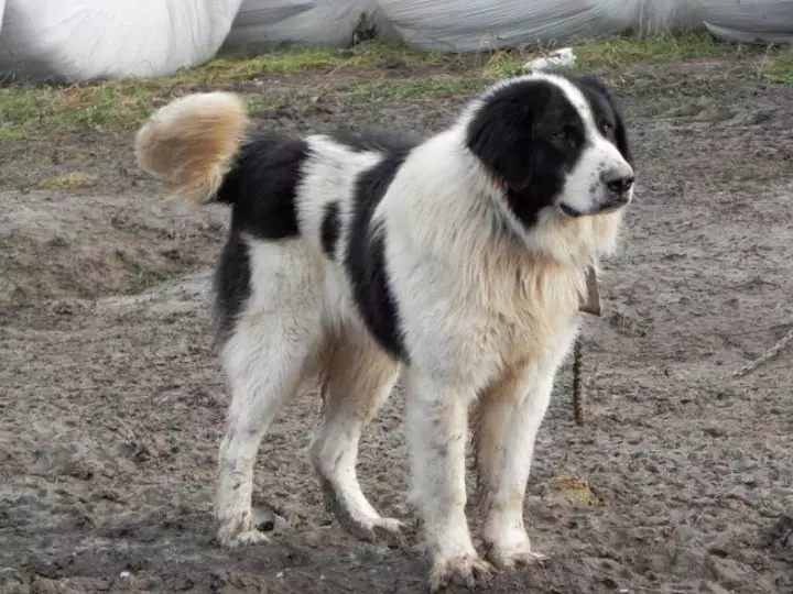Bukovyna 牧羊犬：用照片描述狗的品種 4861_8