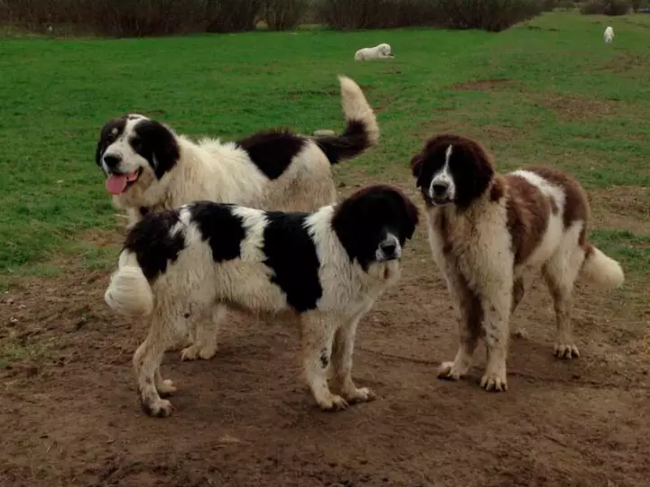 Bukovyna Shepherd Dog: beskrivning av hundrasen med ett foto 4861_9