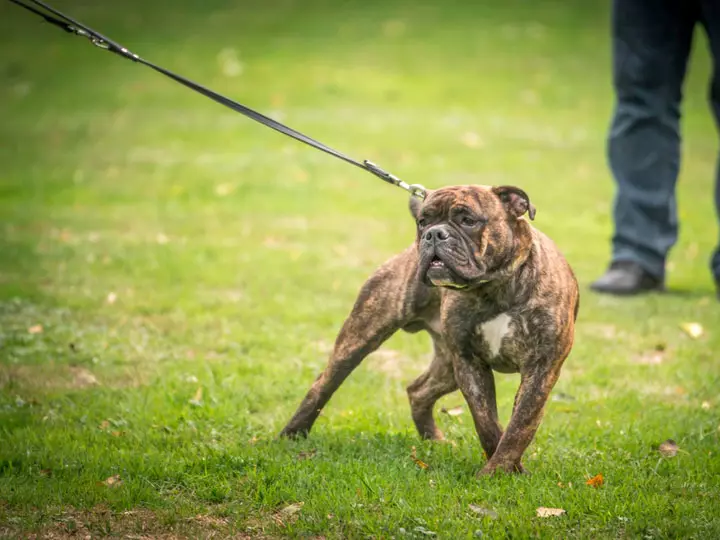 Continental Bulldog (Pickwick): фото видео бүхий нохойн үүлдрийн тодорхойлолт 4862_10