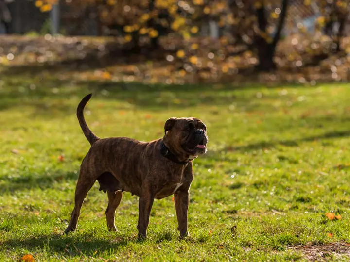 Continental Bulldog (Pickwick): фото видео бүхий нохойн үүлдрийн тодорхойлолт 4862_14