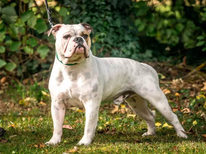 Continental Bulldog (Pickwick): фото видео бүхий нохойн үүлдрийн тодорхойлолт 4862_8