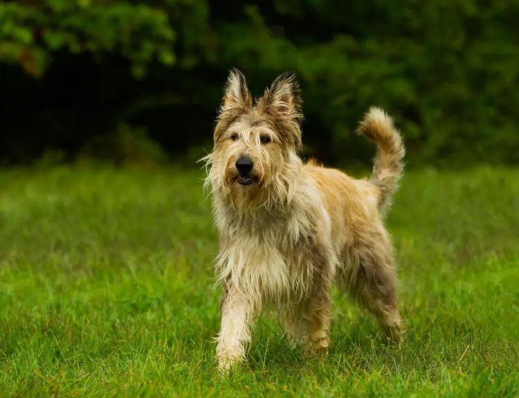 Anjing Angon Picardy (Berger de Picardie)