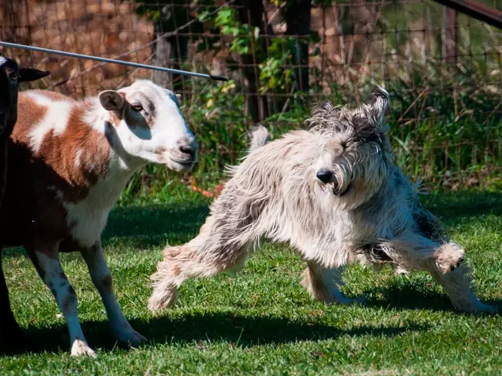 Picardian Shepherd Dog (Berger de Picardie): faʻamatalaga o le ituaiga ma ata ma vitio 4863_10