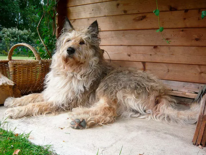 Picardian Shepherd Dog (Berger de Picardie): lýsing á tegundinni með myndum og myndböndum 4863_11