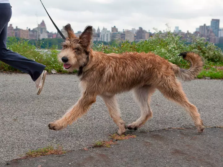 Anjing Angon Picardian (Berger de Picardie): katerangan ngeunaan breed kalayan poto sareng video 4863_14