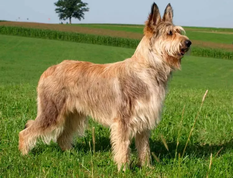 anjing breed Picardian Shepherd